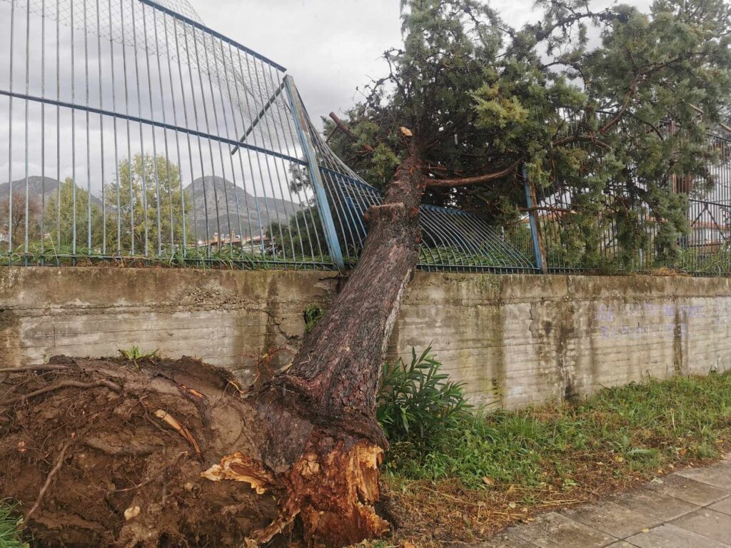 Κακοκαιρία: Δέντρο ξεριζώθηκε και έσπασε περίφραξη με κάγκελα ...