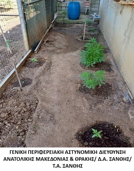 Ξάνθη: Καλλιεργούσαν στους αύλειους χώρους τους 33 συνολικά φυτά ...